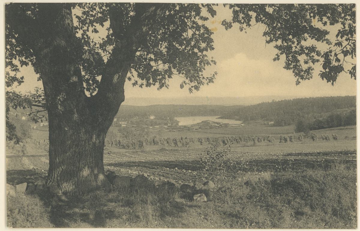 Ørejordet mot Vansjø mot nord. Fotografert før 1914. Postkort. Bilde ...