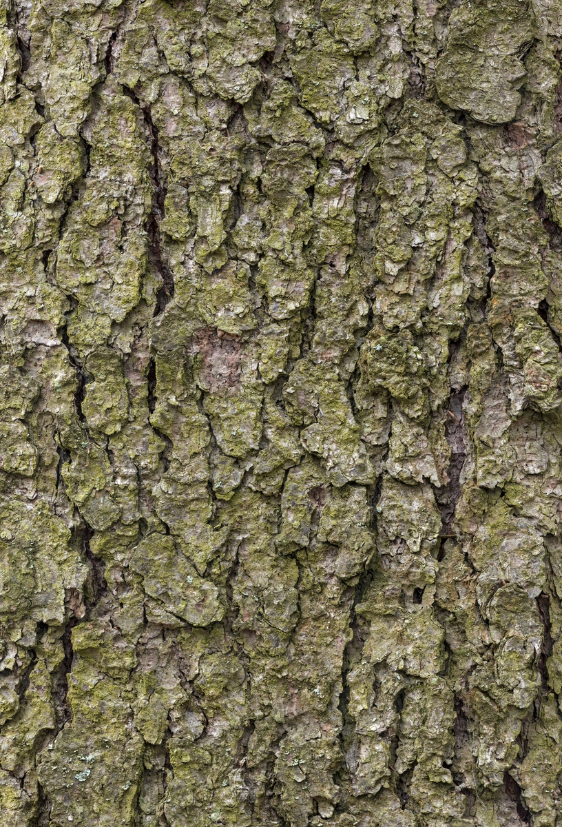 Granbark, fotografert på et tre som vokser i Elverum i Hedmark. Gran ...