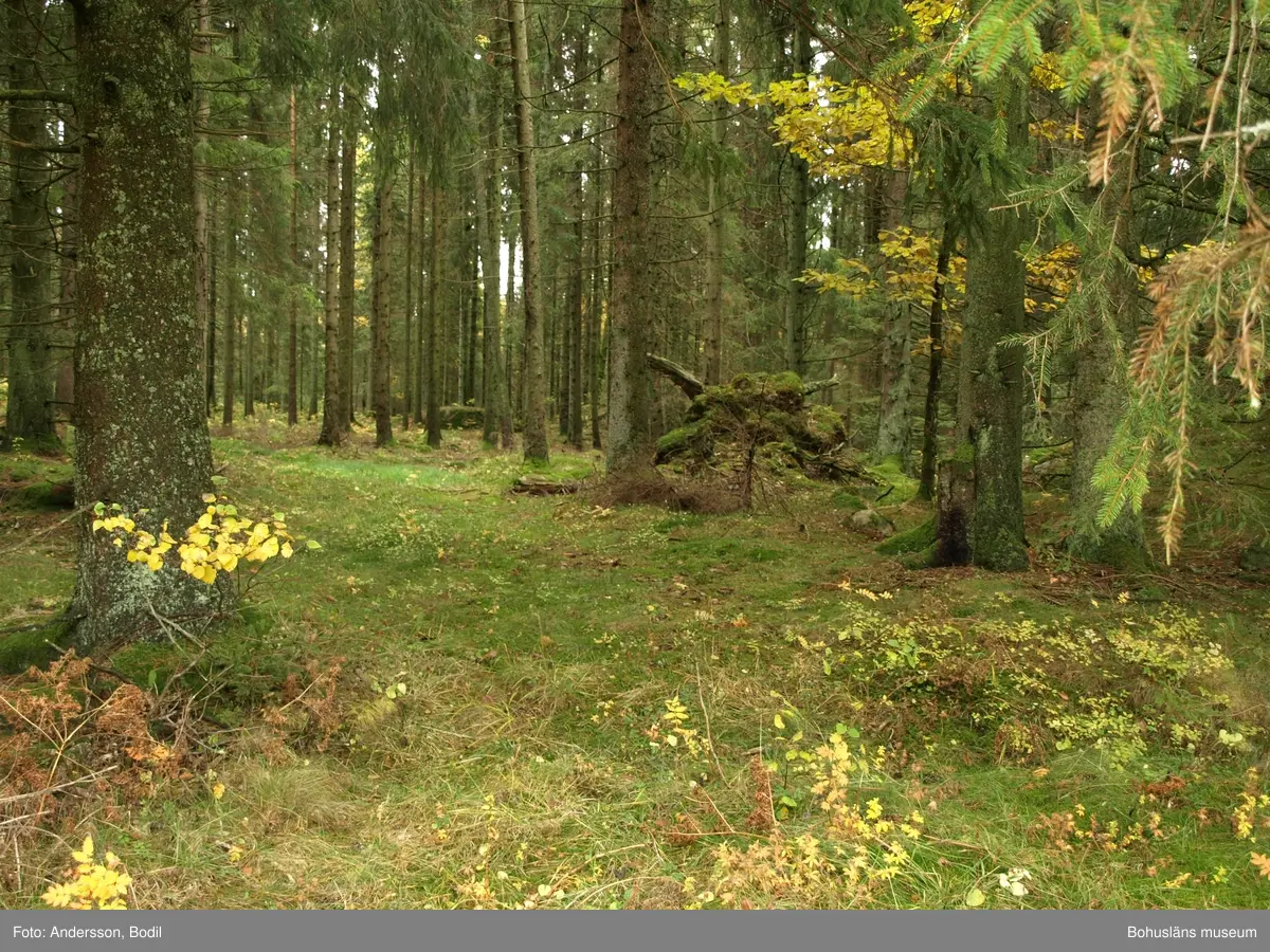 Skojarbacken var beteckningen på en vägsträckning. Vägen skymtas nu som ...